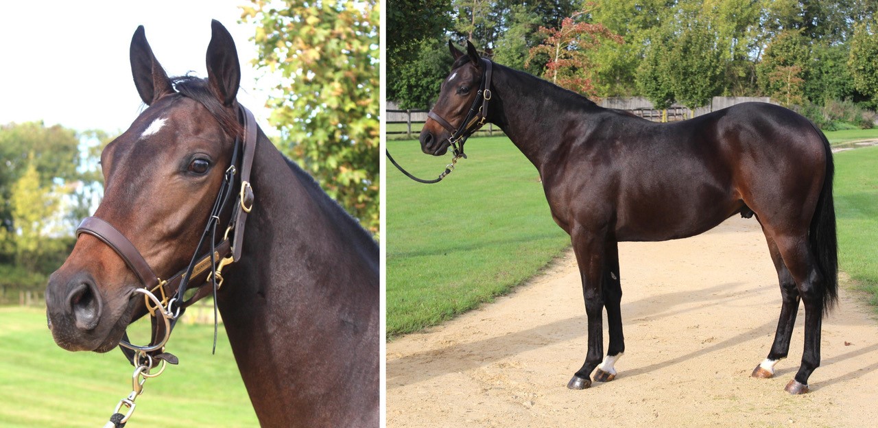 Our Horses - Solario Racing